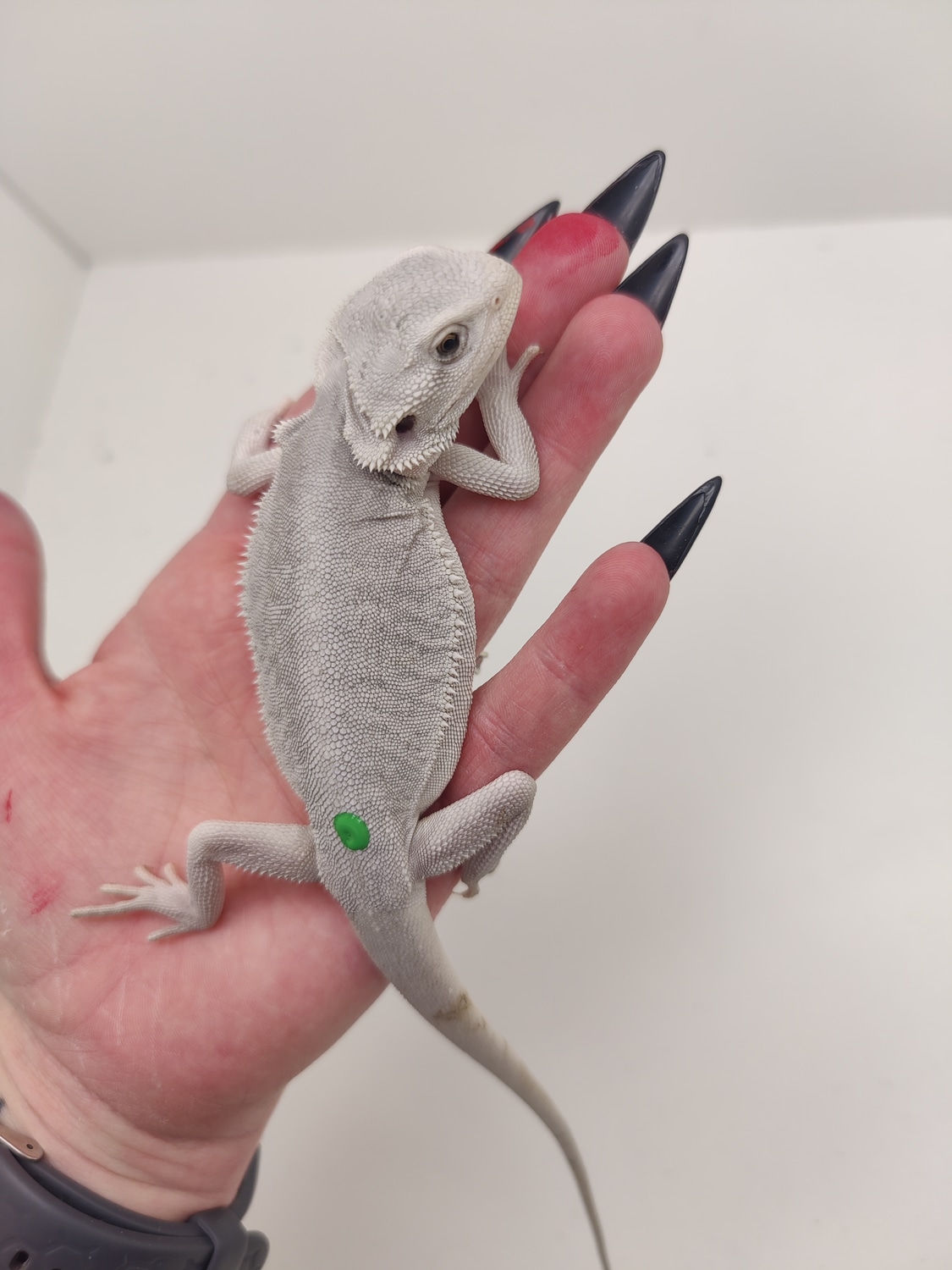 Hypo Zero Leatherback Central Bearded Dragon by Your Next Dragon ...