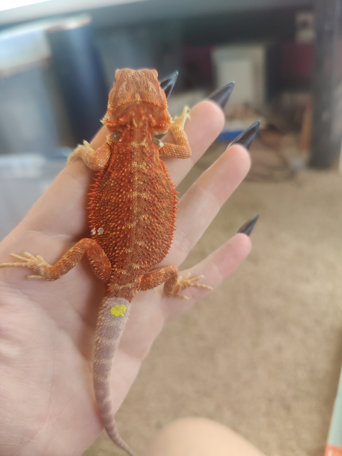 Your Next Dragon