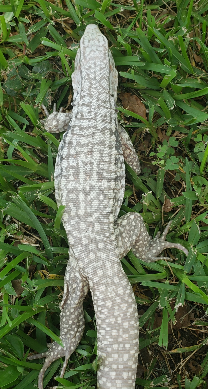 Tribrid Albino Tegu by Laura Roberts - MorphMarket