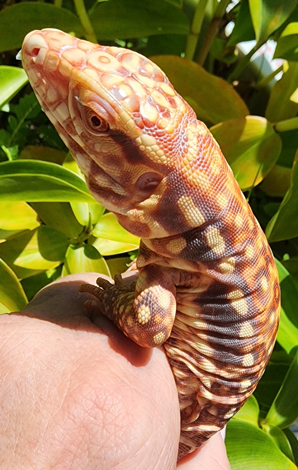 Colorful Red X Blue Hybrid Albino F Poss Het Anery Free Shipping ...