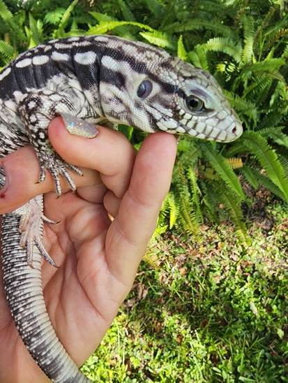Female Blue X Red Poss Het Blue Albino, Nice Pattern Argentine Tegus by ...