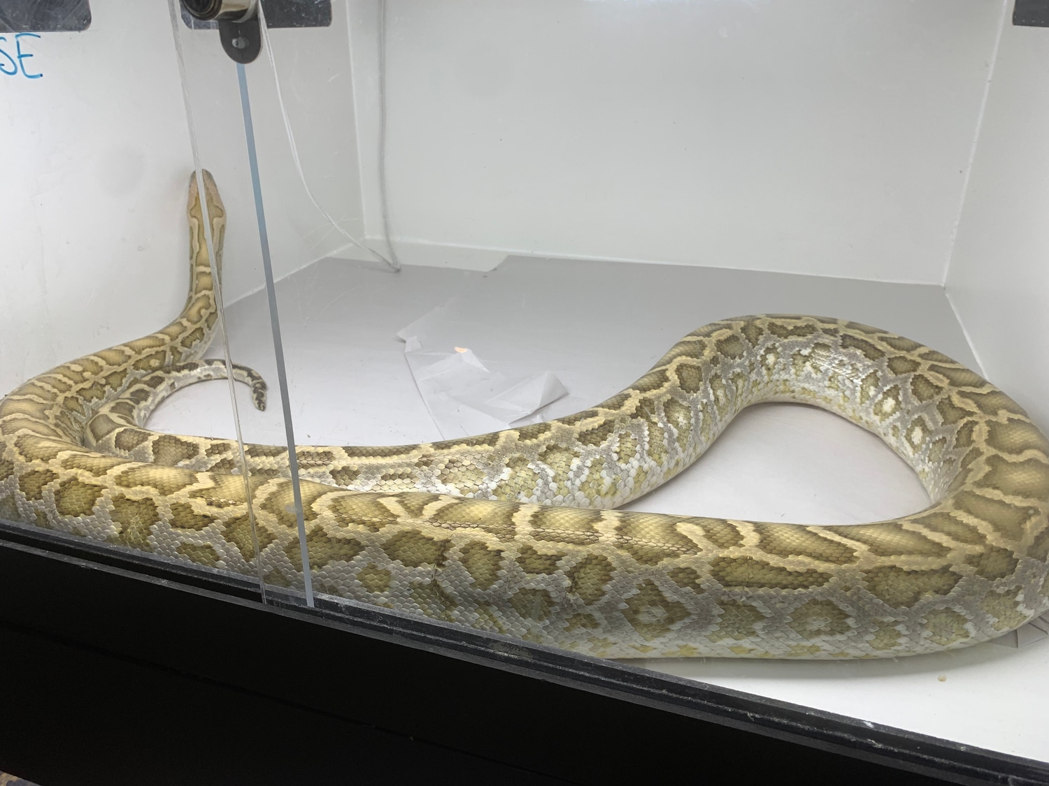 Hypo Burmese Python by Yox2 Reptiles - MorphMarket