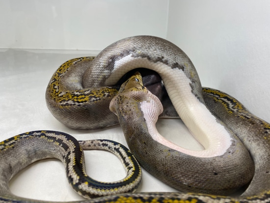 Tiger Pied Reticulated Python by Yox2 Reptiles