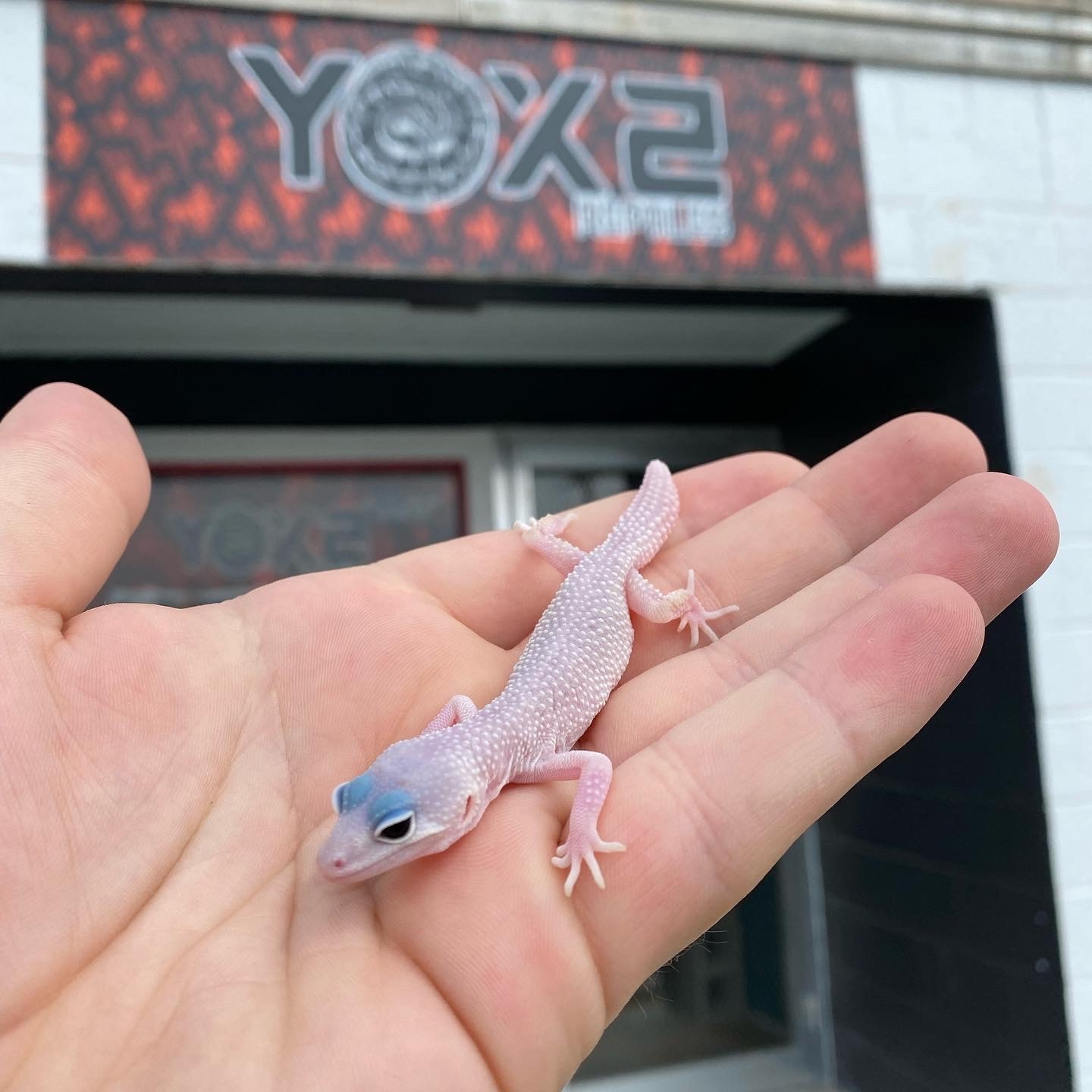 Blizzard Leopard Gecko by Yox2 Reptiles - MorphMarket