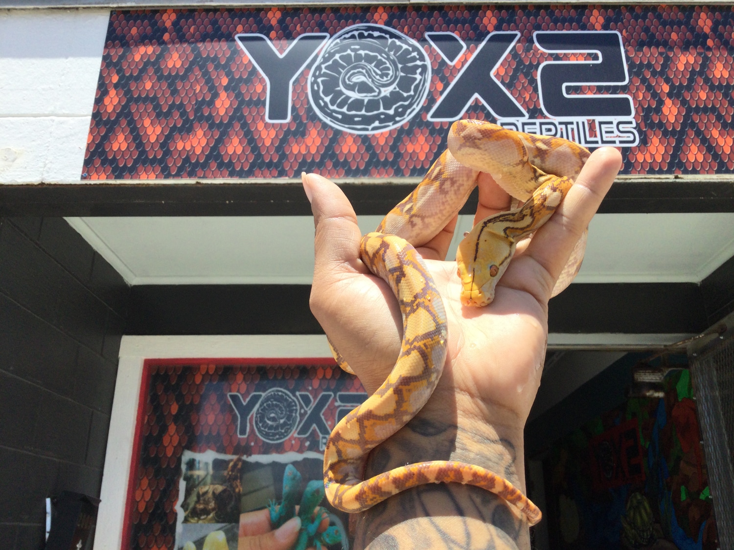 Mochino Reticulated Python by Yox2 Reptiles - MorphMarket