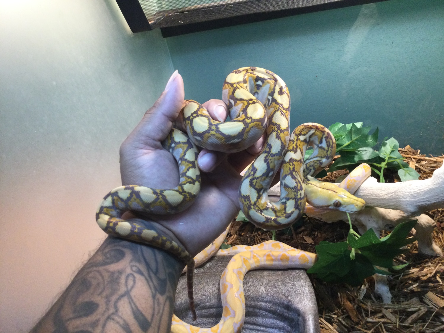 Mochino Reticulated Python by Yox2 Reptiles - MorphMarket