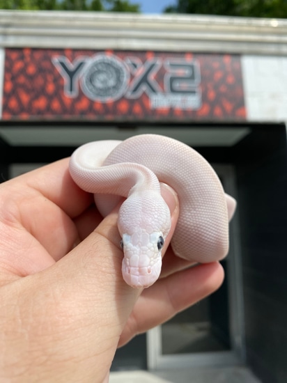 Super Russo Ball Python by Yox2 Reptiles