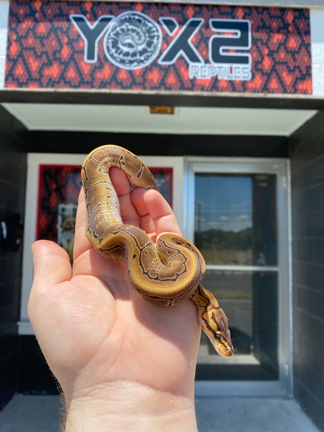 Pinstripe Ball Python by Yox2 Reptiles - MorphMarket