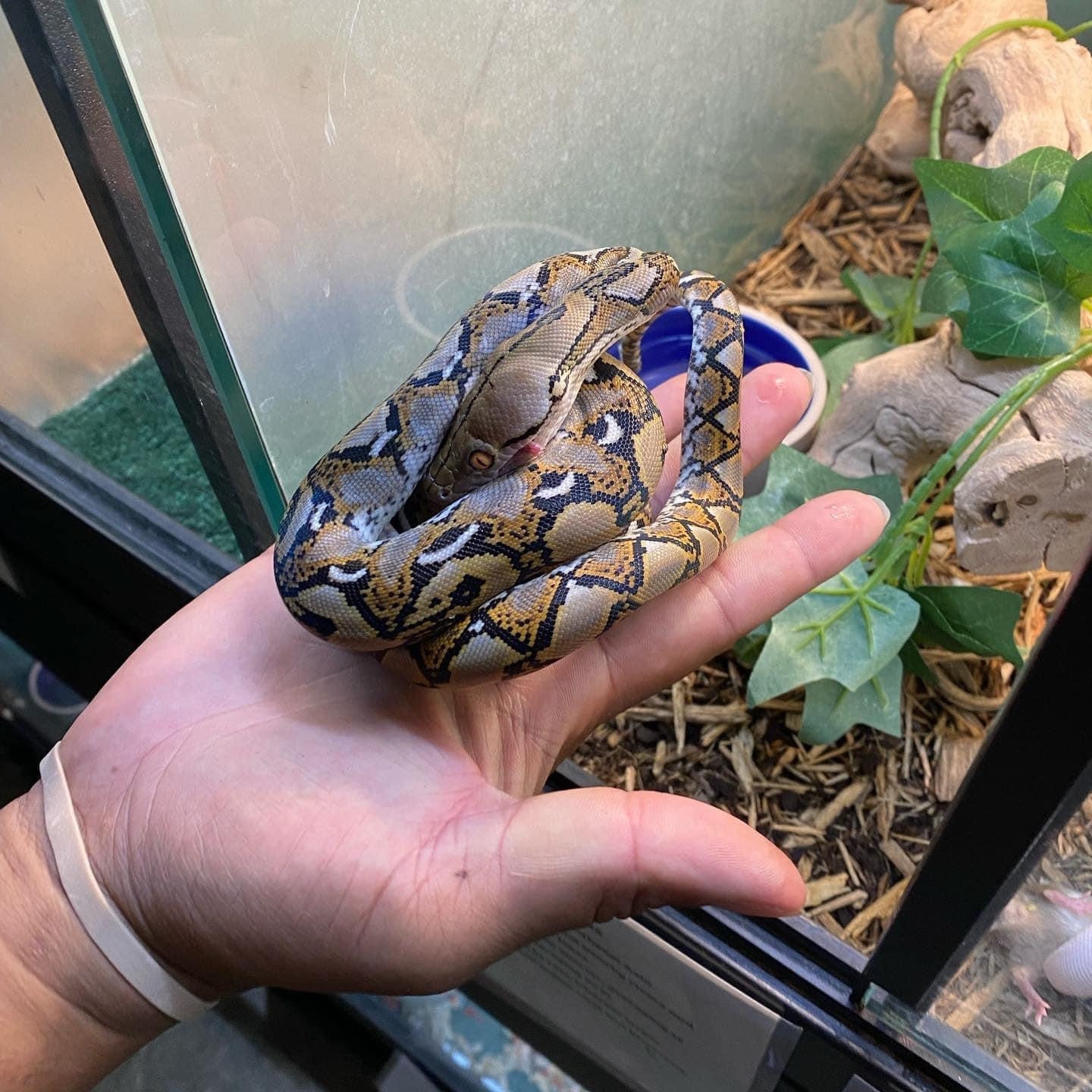 Normal Reticulated Python by Yox2 Reptiles - MorphMarket
