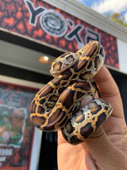Normal Burmese Python by Yox2 Reptiles