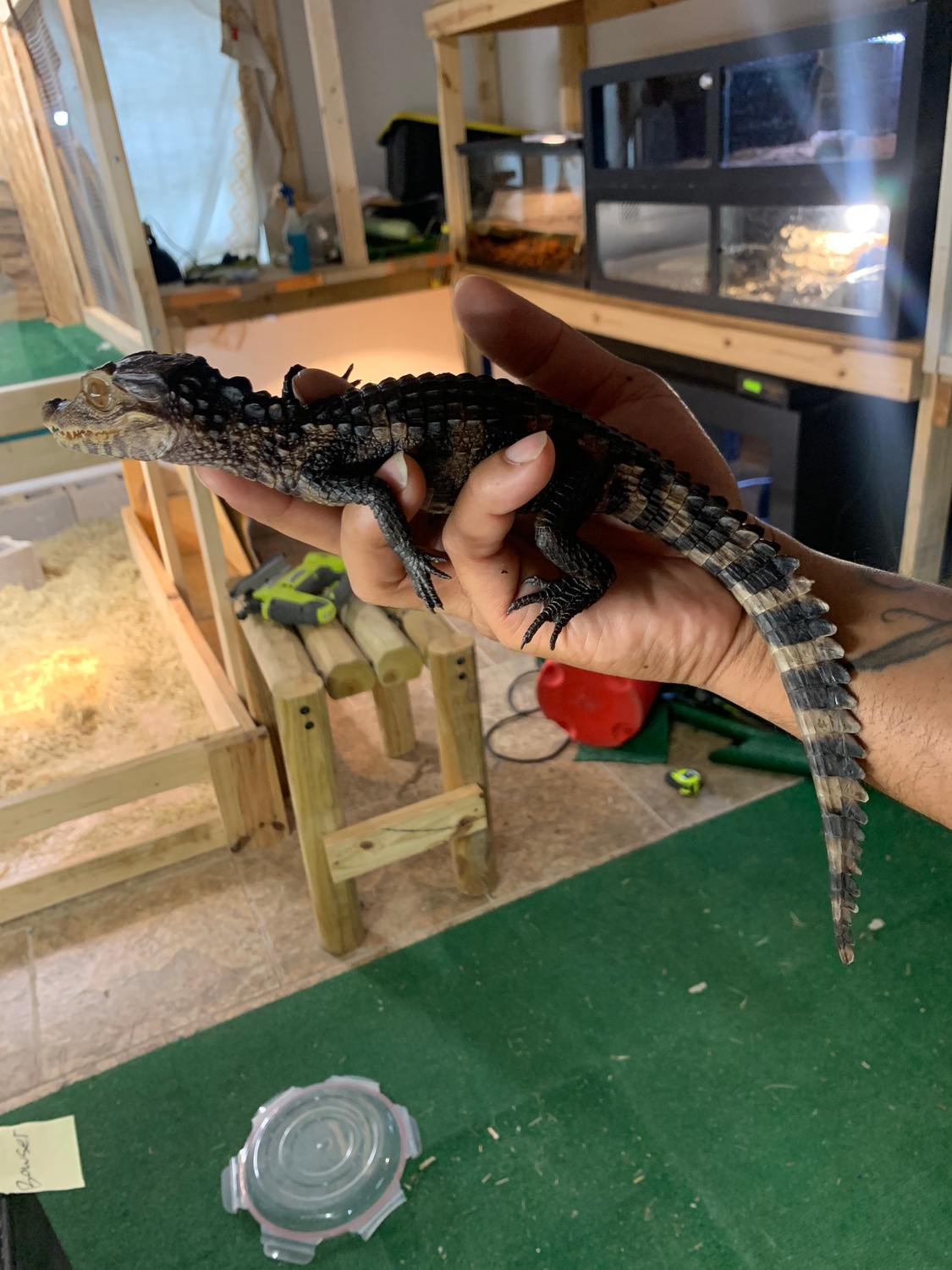 Cuvier Cuvier's Dwarf Caiman by Yox2 Reptiles - MorphMarket