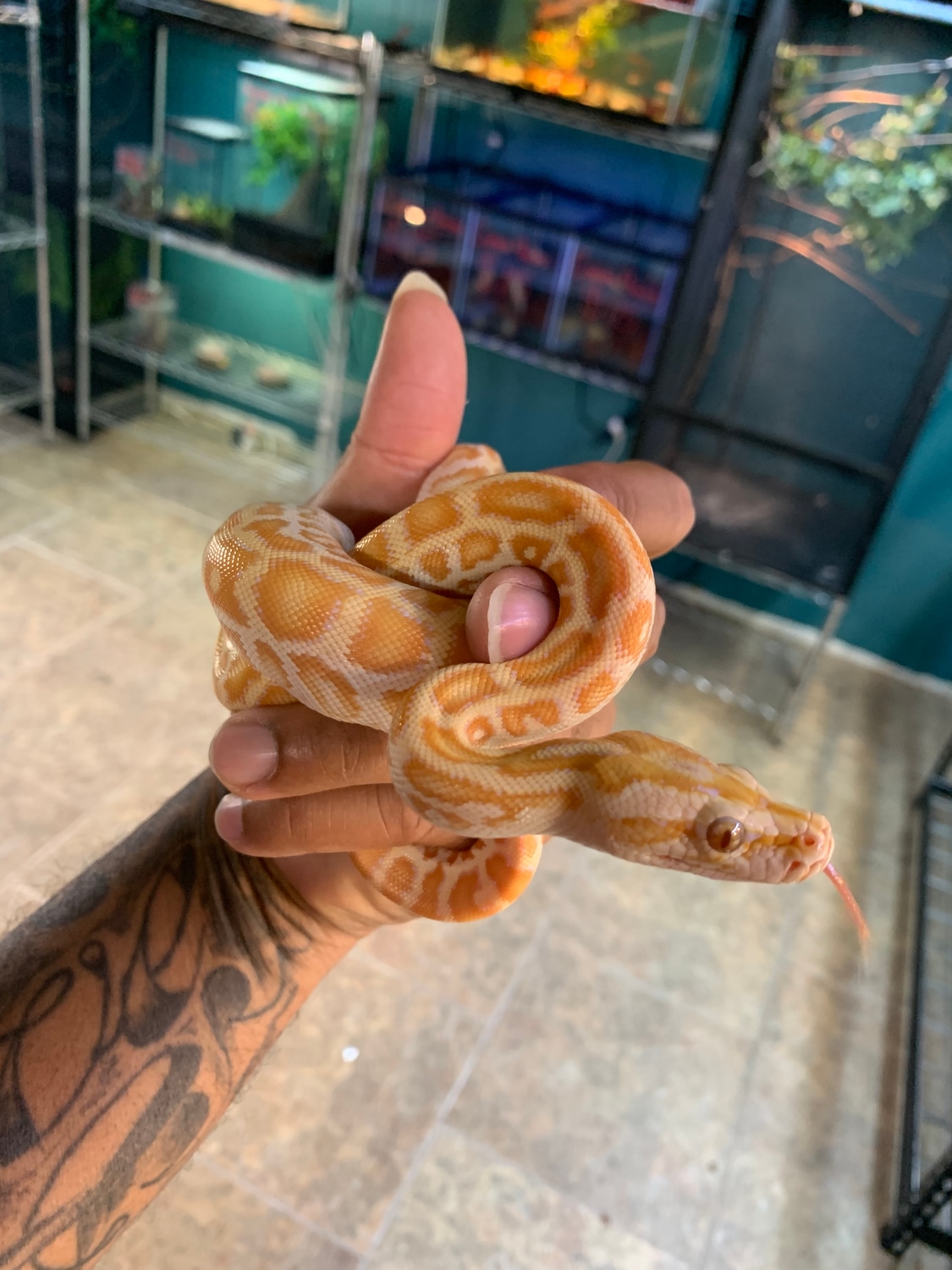 Pearl Burmese Python by Yox2 Reptiles - MorphMarket