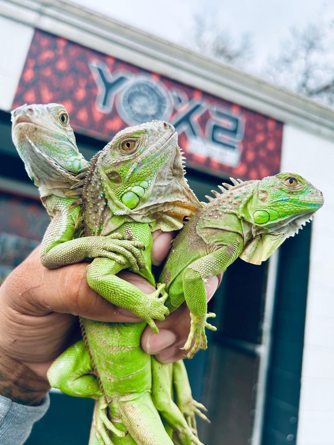 Green Iguana by Yox2 Reptiles - MorphMarket