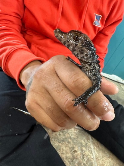 Cuvier Cuvier's Dwarf Caiman by Yox2 Reptiles