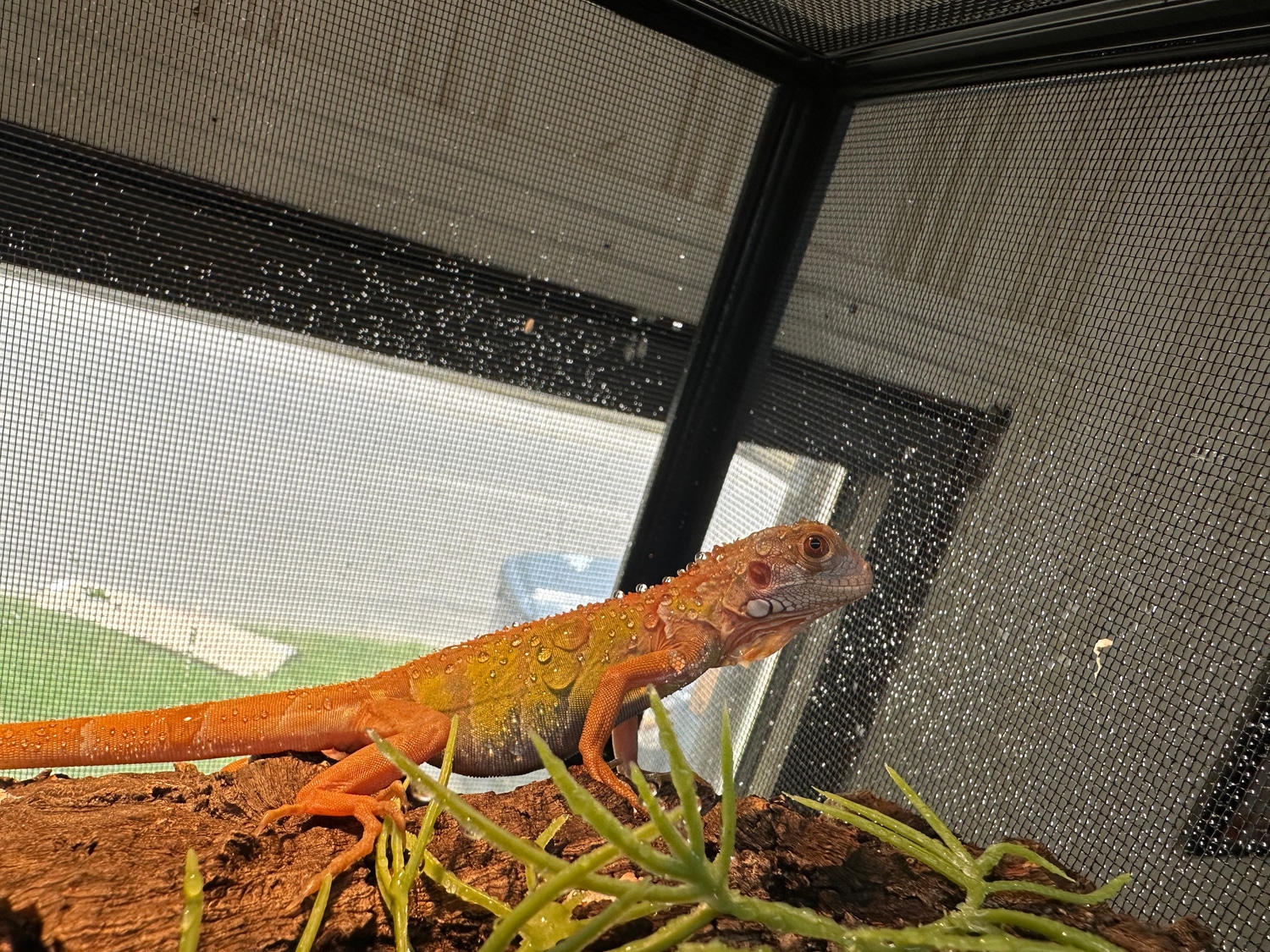 Orange Sunburst Zero Green Iguana by Yox2 Reptiles - MorphMarket