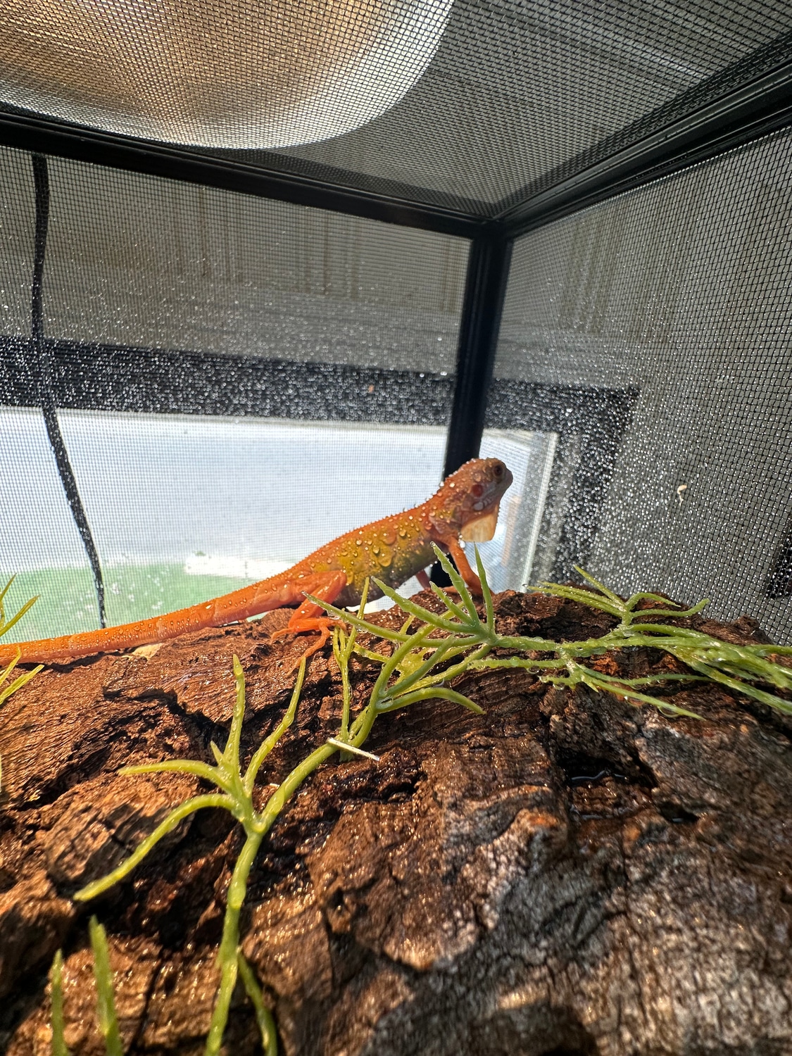 Orange Sunburst Zero Green Iguana by Yox2 Reptiles - MorphMarket