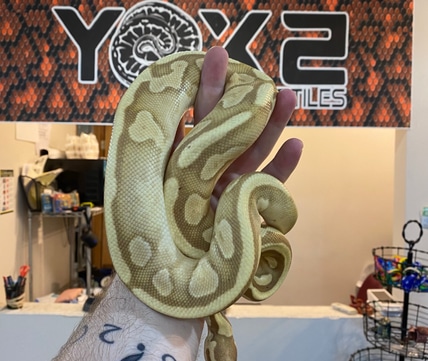 Yox2 Reptiles - MorphMarket