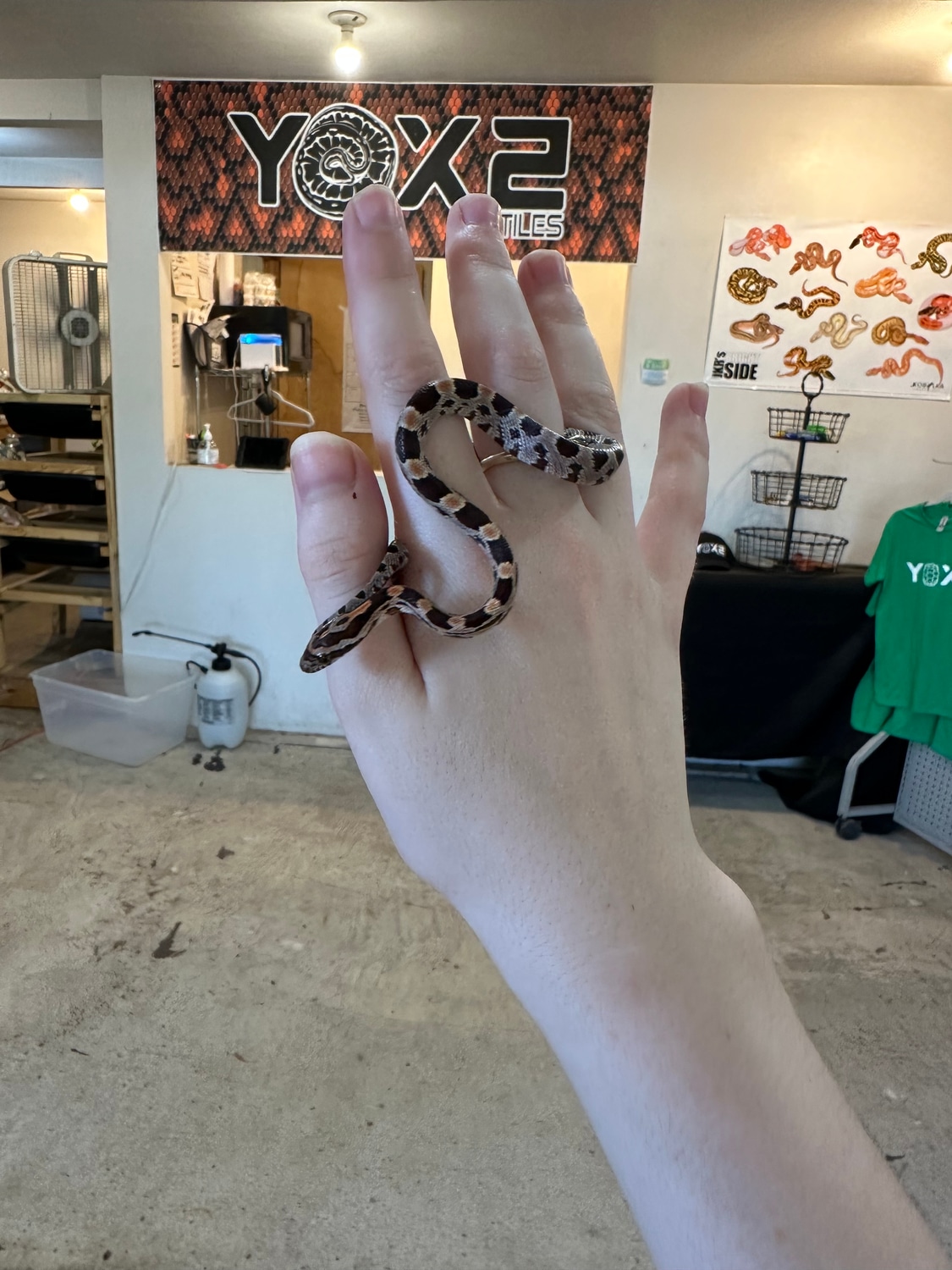 Miami Classic Corn Snake by Yox2 Reptiles - MorphMarket