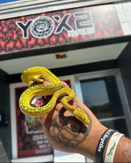 Biak Yellow Phase Green Tree Python by Yox2 Reptiles