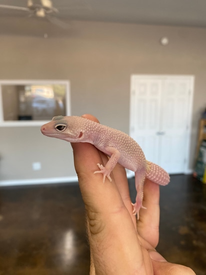 Leucistic Leopard Gecko by Yox2 Reptiles
