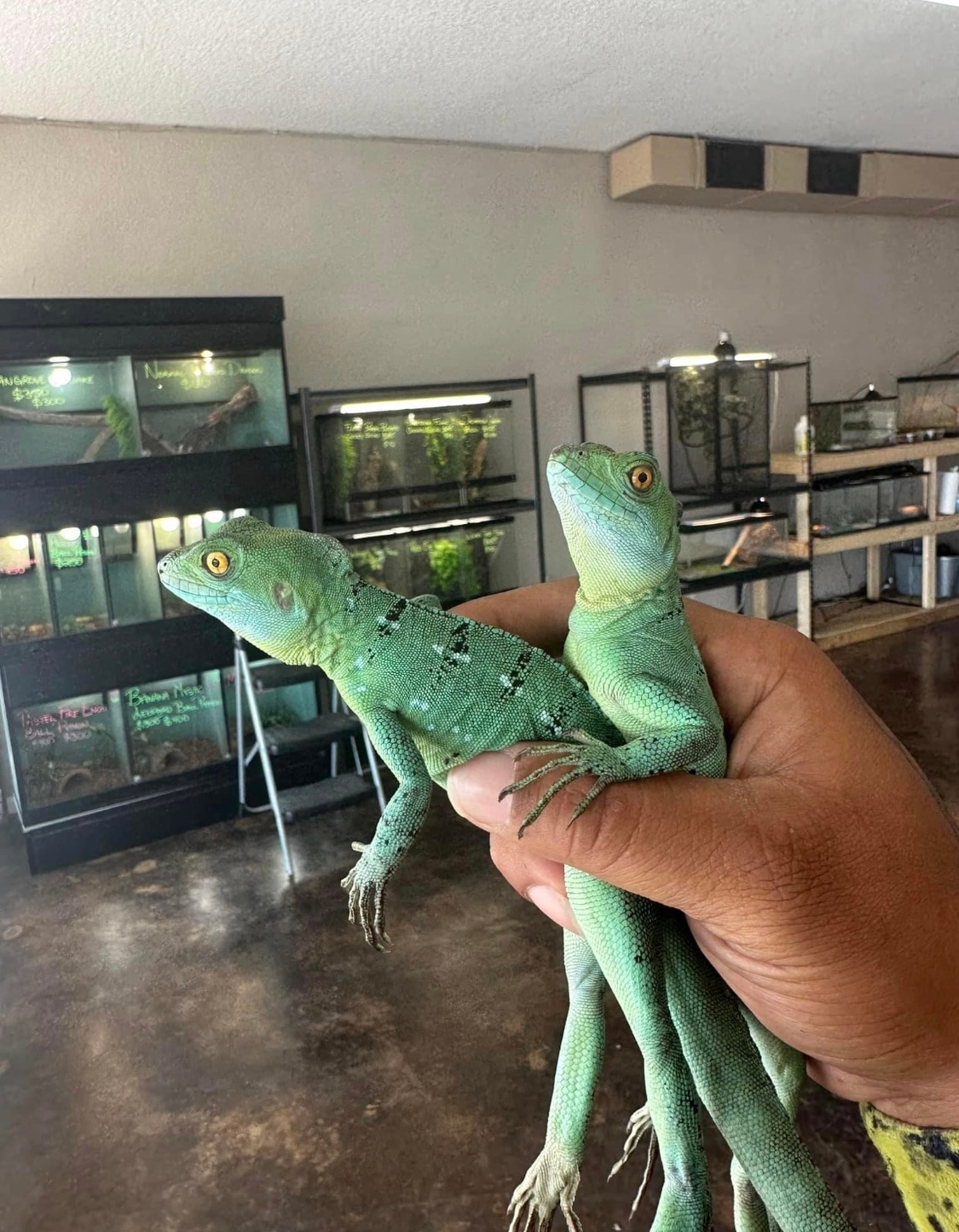 Green Basilisk More Lizard by Yox2 Reptiles - MorphMarket