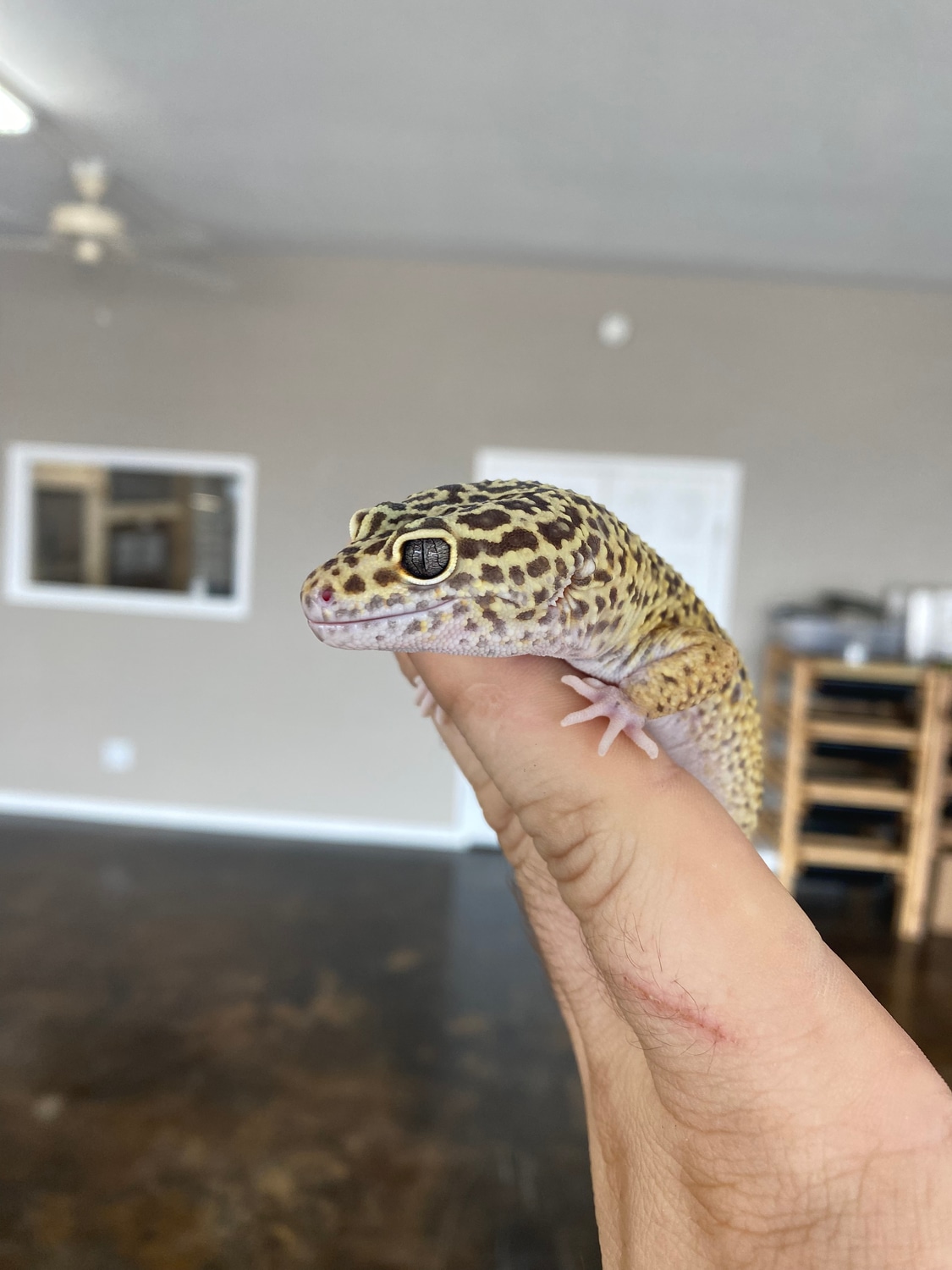 Giant Normal Leopard Gecko by Yox2 Reptiles - MorphMarket