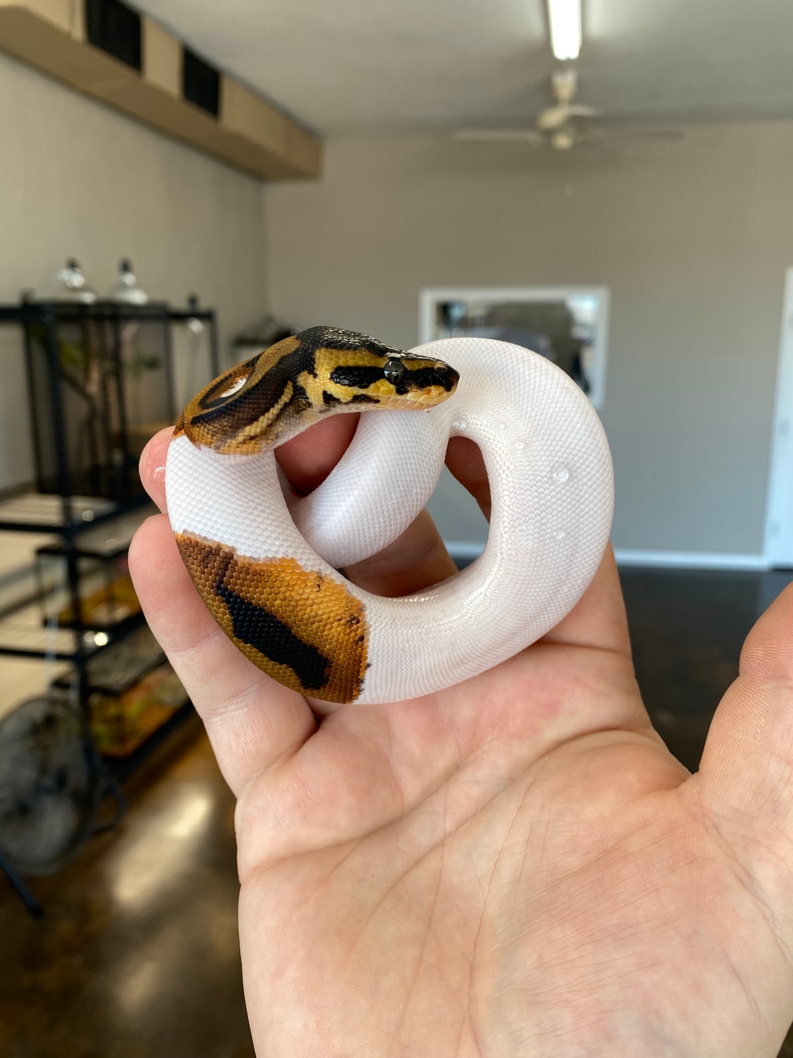 Hi % White Pied Ball Python by Yox2 Reptiles - MorphMarket