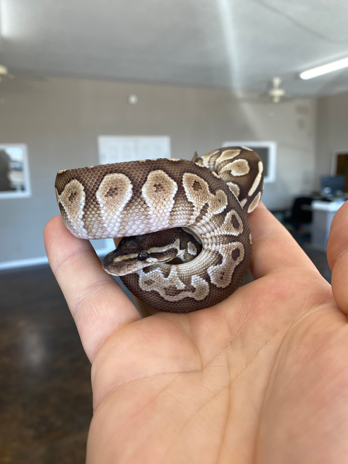 Butter Het Desert Ghost Ball Python by Yox2 Reptiles - MorphMarket