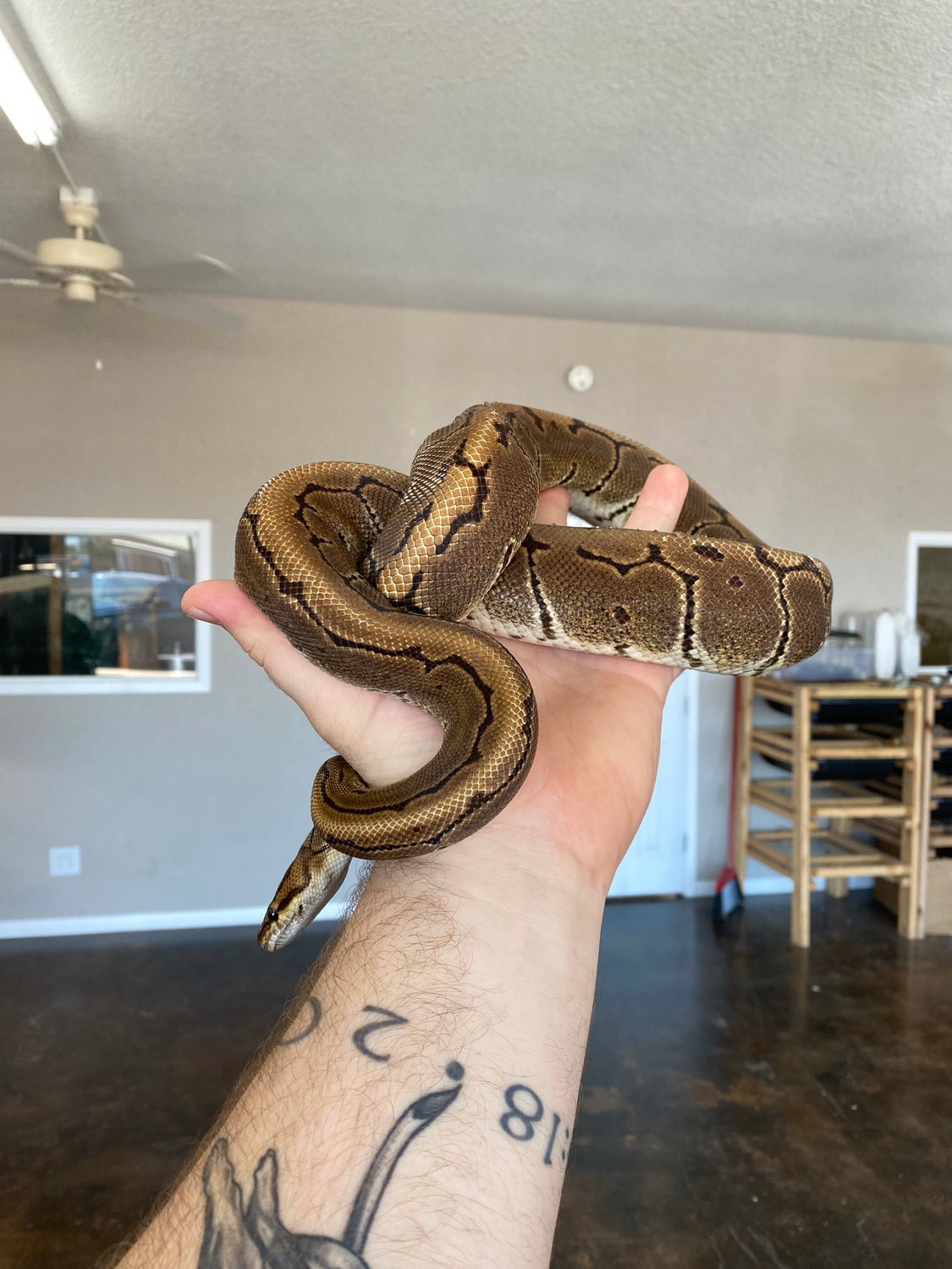 Pinstripe Ball Python by Yox2 Reptiles - MorphMarket
