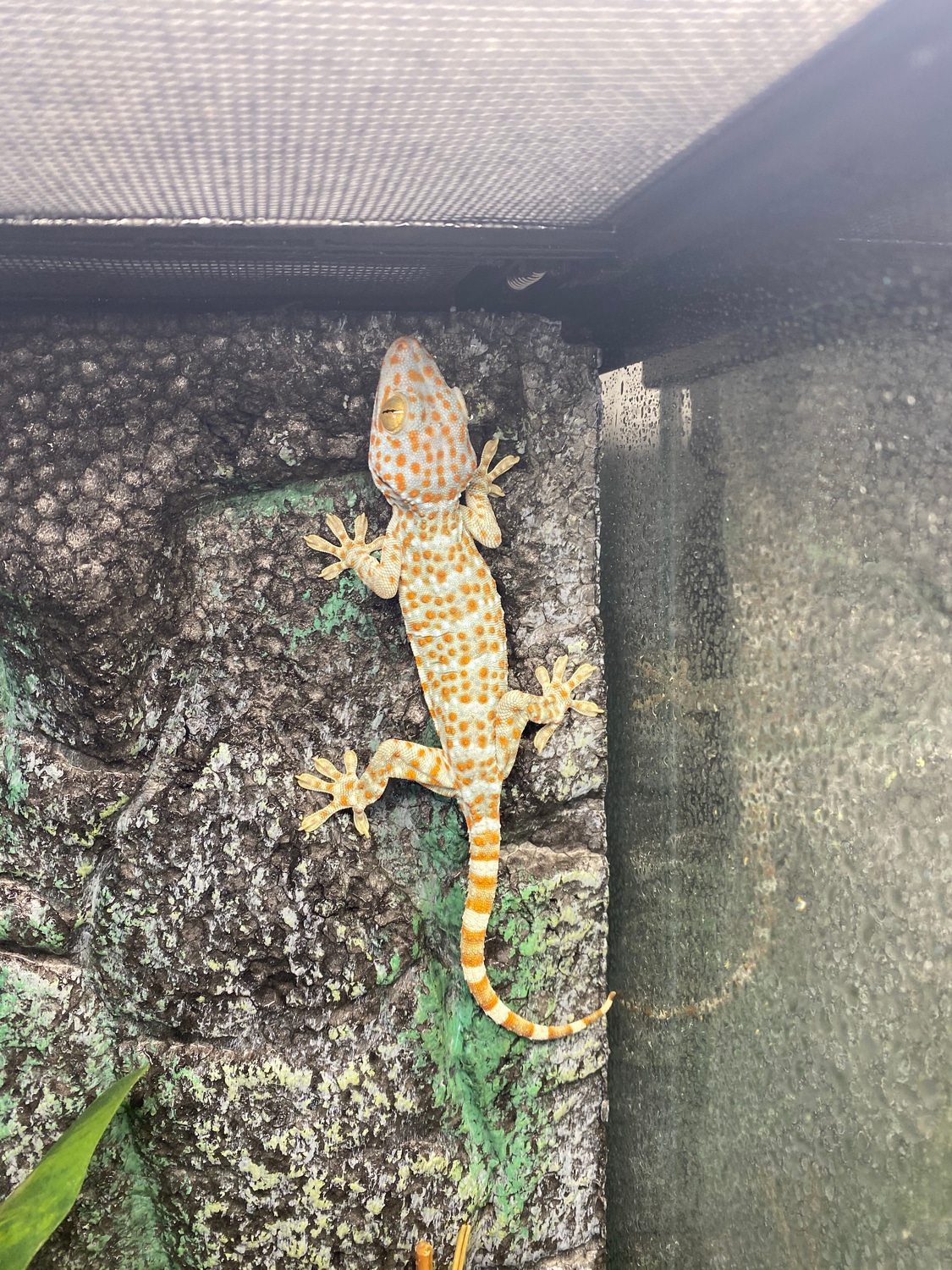 Tokay Gecko by Yox2 Reptiles - MorphMarket