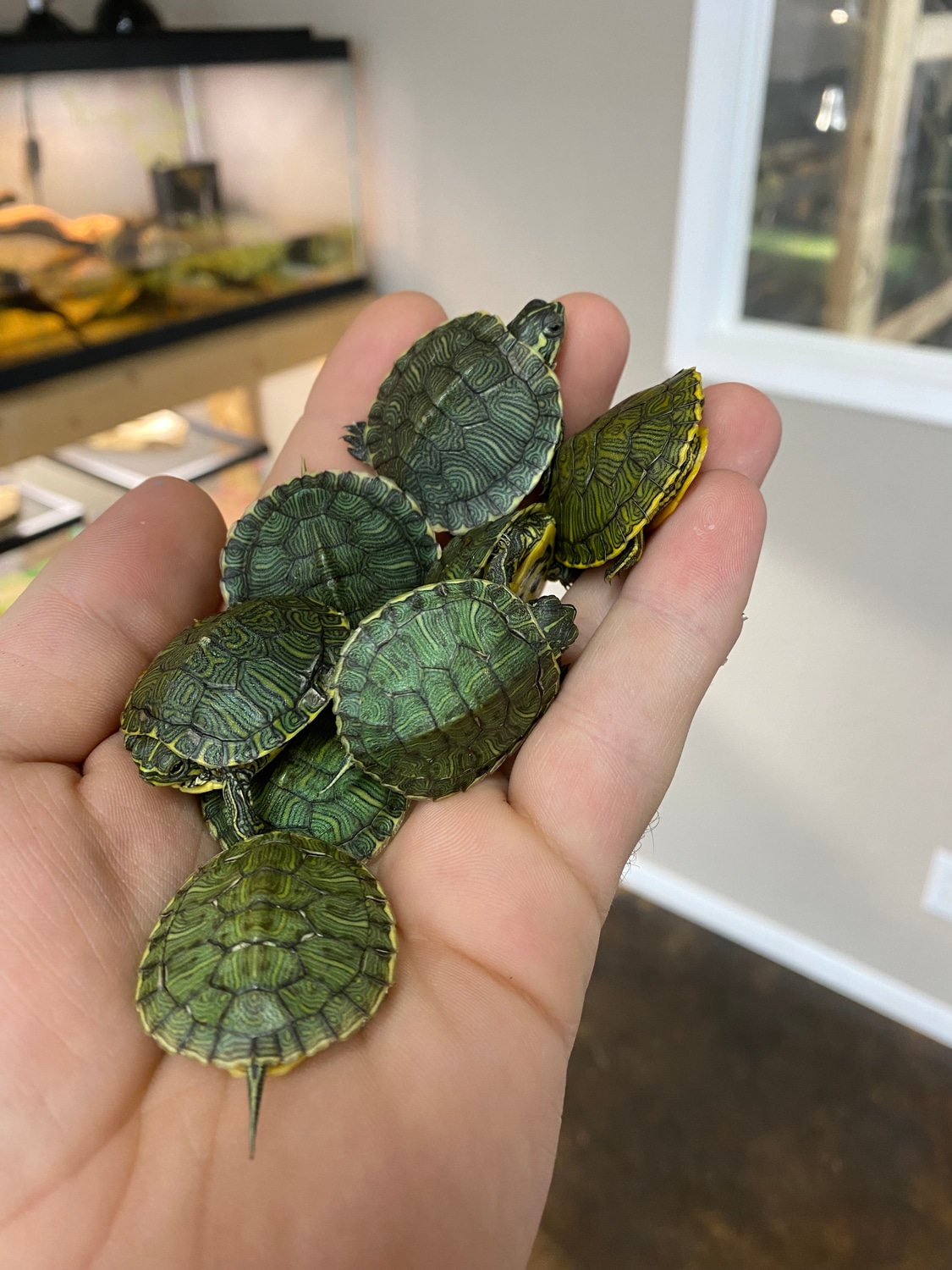 Cumberland Sliders Slider Turtle by Yox2 Reptiles - MorphMarket