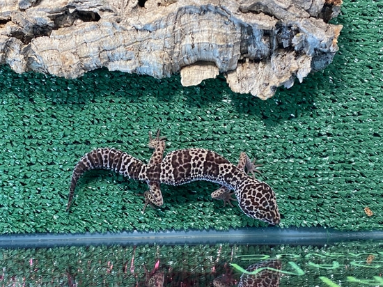 Mac Snow Leopard Gecko by Yox2 Reptiles