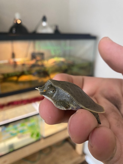 Spiny Soft Shell Turtle Softshell Turtle by Yox2 Reptiles