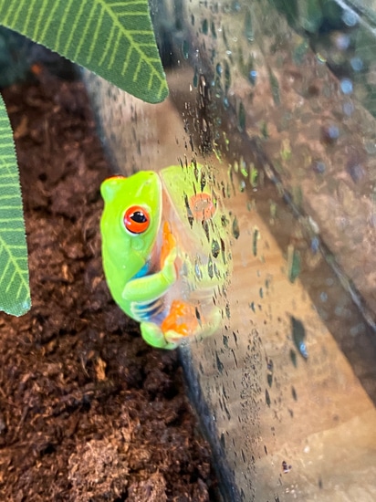 Red Eyed Tree Frog Red-Eyed Tree Frog by Yox2 Reptiles