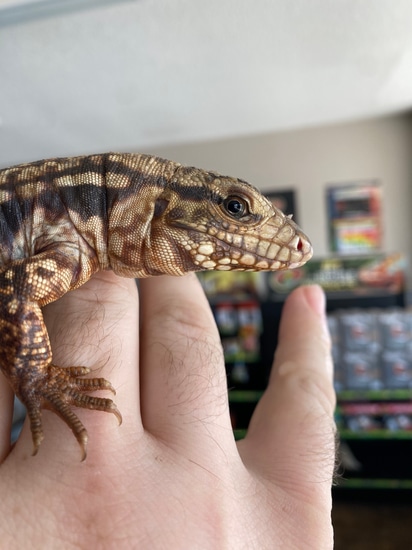 Red Tegu Argentine Tegus by Yox2 Reptiles