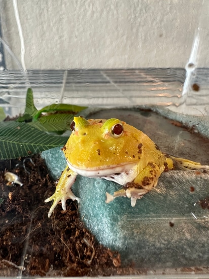 Pikachu Pac Man Frog Pacman Frog by Yox2 Reptiles