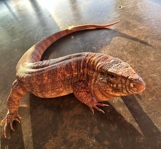 Red Tegu Argentine Tegus by Yox2 Reptiles