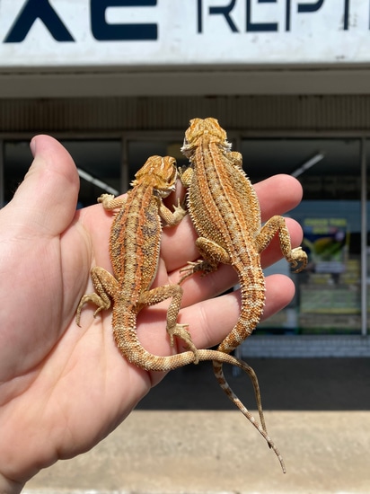 Red Genetic Stripe Central Bearded Dragon by Yox2 Reptiles