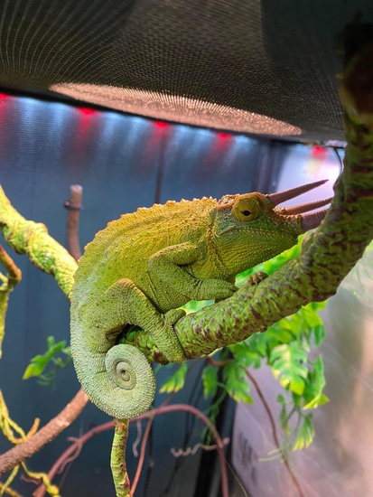 Jackson Chameleon Jackson's Chameleon by Yox2 Reptiles