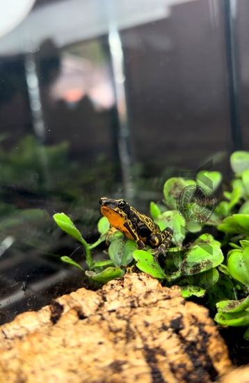 Yellow Harlequin Toads by Yox2 Reptiles