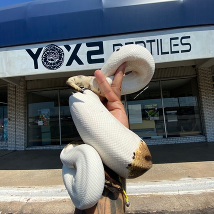 Yox2 Reptiles - MorphMarket