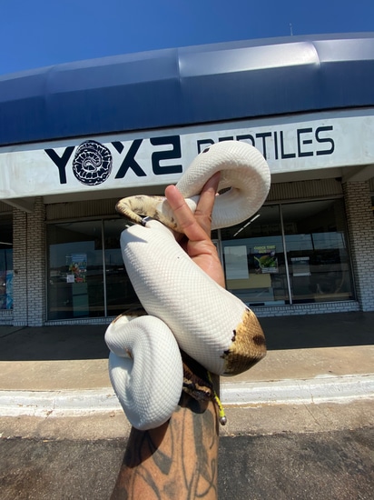 High White Pied Bald Ball Python by Yox2 Reptiles