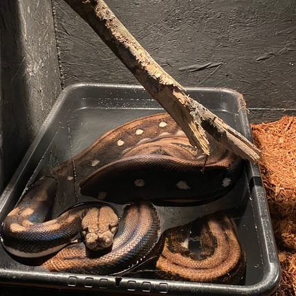 Yox2 Reptiles - MorphMarket