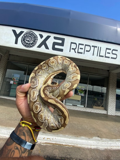 Lesser Butter Ball Python by Yox2 Reptiles