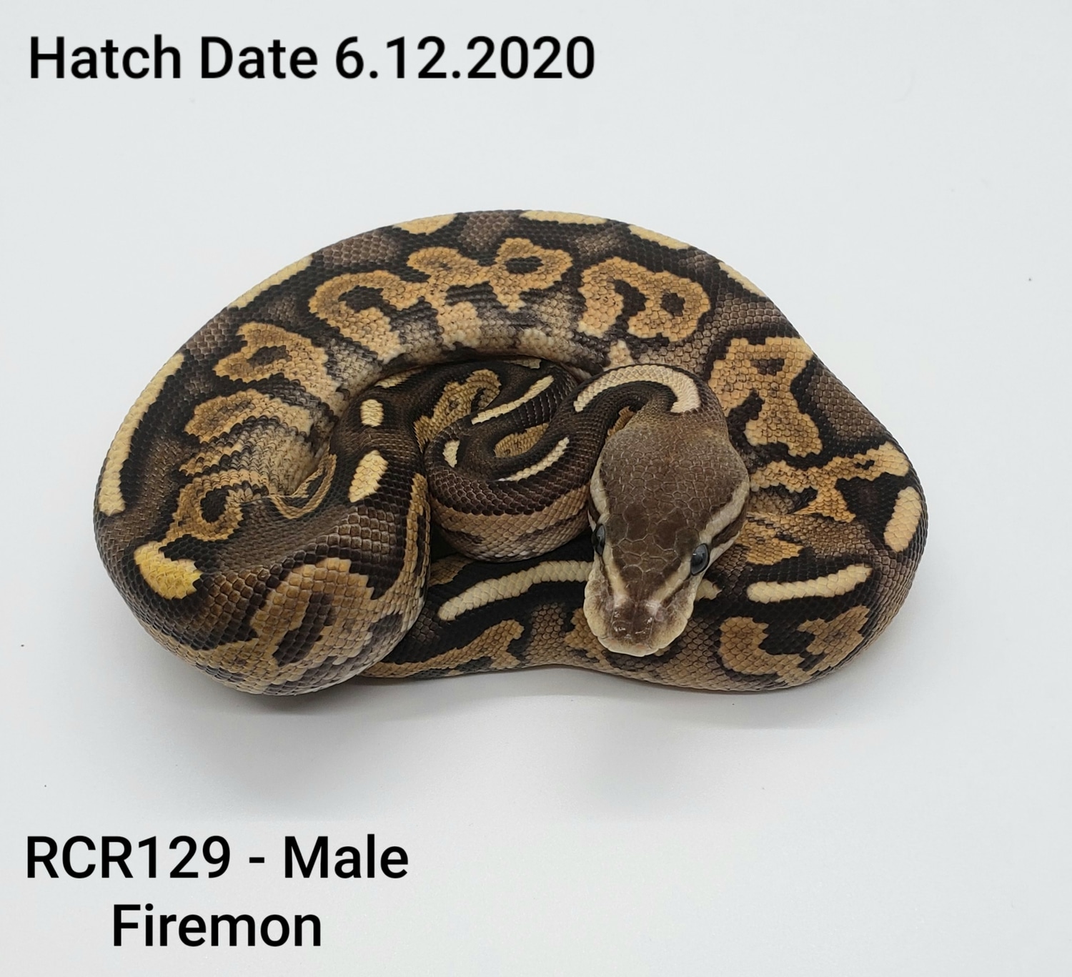 Firemon Ball Python by Recoil Reptiles - MorphMarket