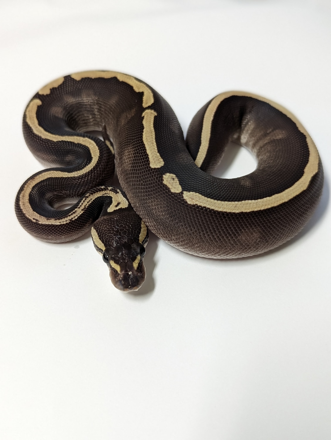 *Free Shipping* Mojave GHI 50% Dbl Het Hypo Clown Ball Python by Rocket ...