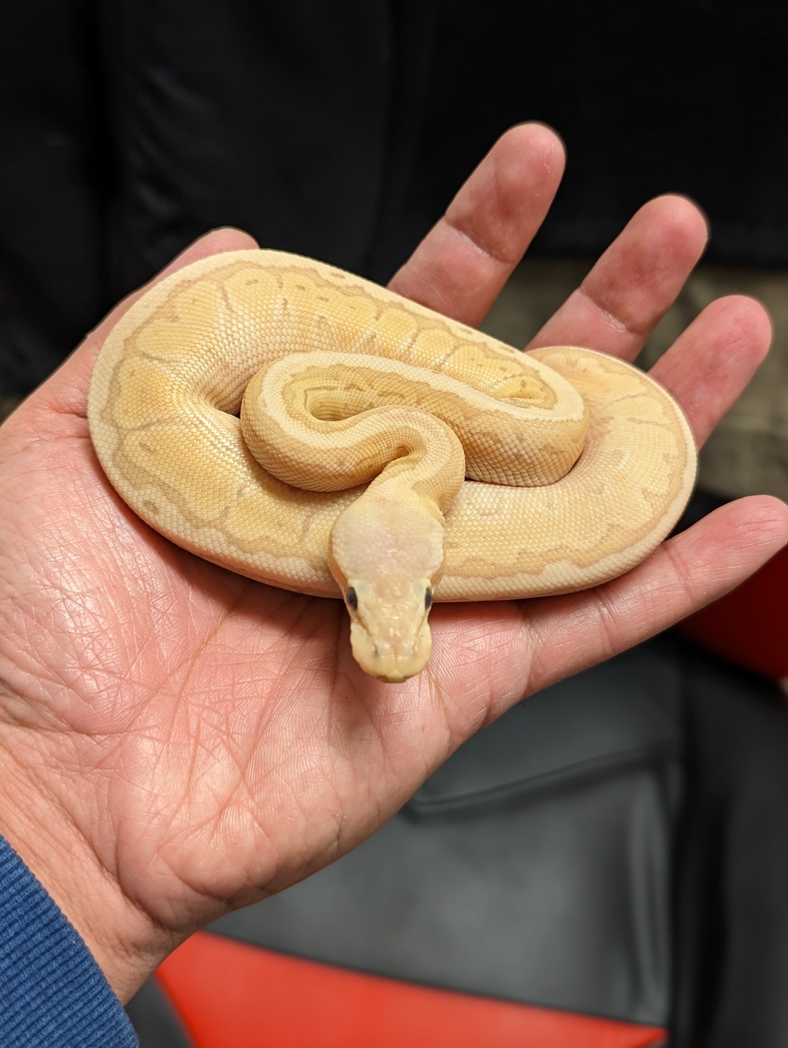 50% OFF SHIPPING!!Banana Pinstripe Lesser Pastel Ball Python by Rocket ...