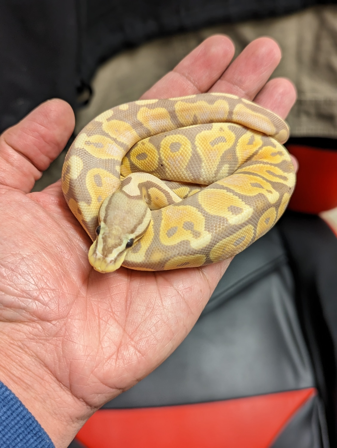 Banana Pastel Ball Python by Rocket Boy Reptiles - MorphMarket