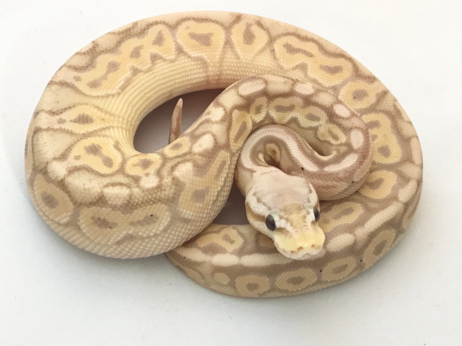 Pewter Banana 100%het Clown Ball Python by Fleetwood Exotics - MorphMarket