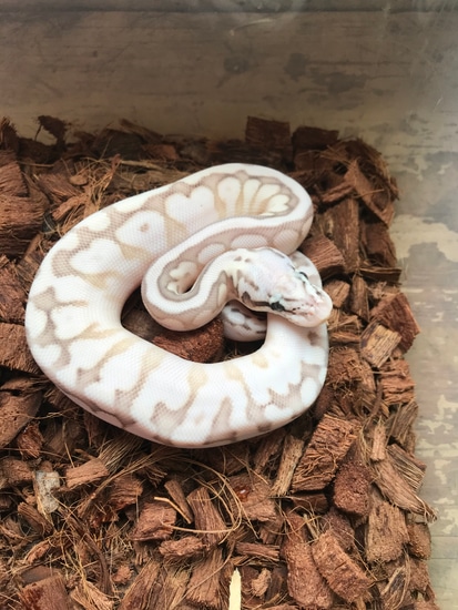 Killer Queen Bee Ball Python by Eisenbarth Exotics